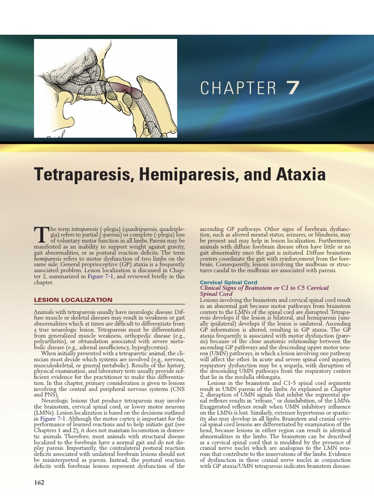 Tetraparesis, Hemiparesis, and Ataxia: Lesion Localization | PDF ...