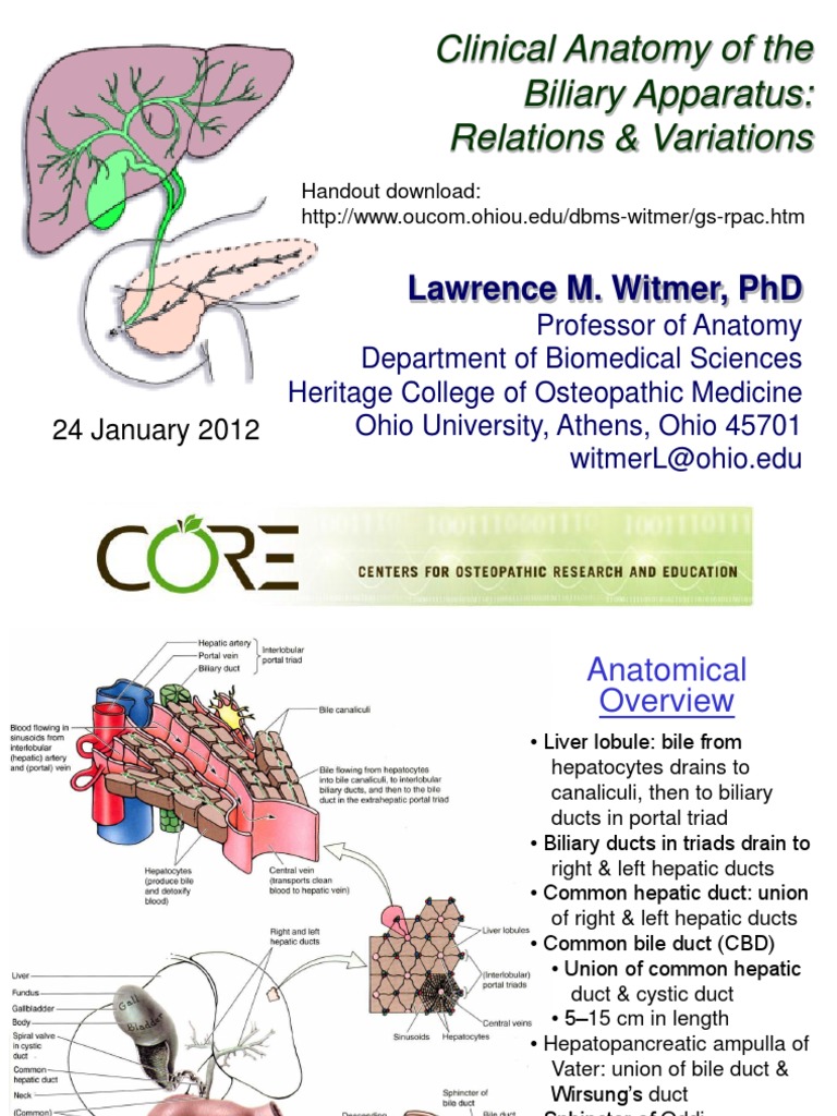 Clinical Anatomy of The Biliary Apparatus: Relations & Variations | PDF ...