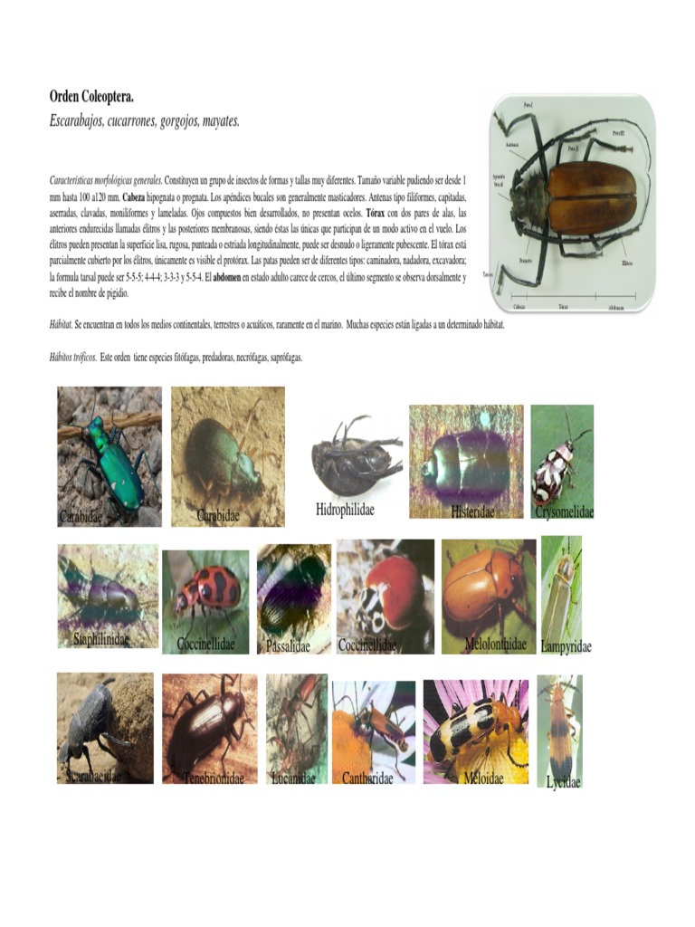 Familia de Insectos | PDF | Mosca | Escarabajo