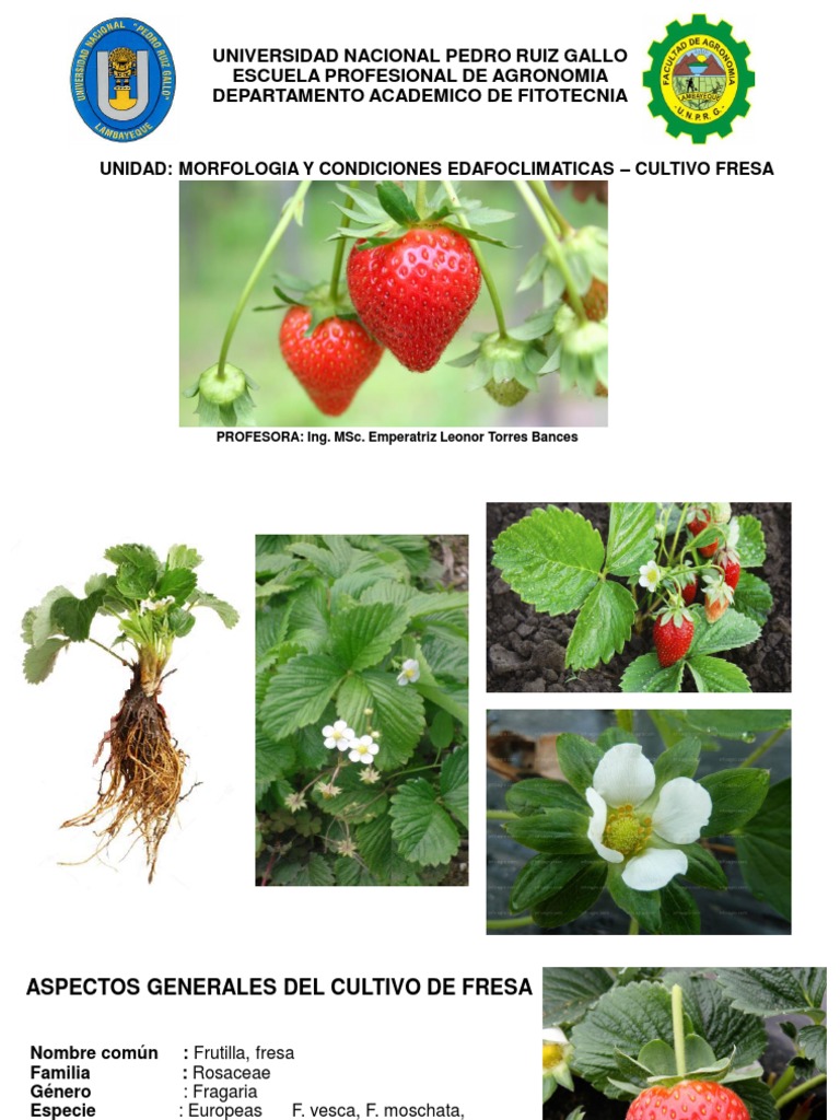 Morfología y Cultivo de la Fresa | PDF | Hoja | fresa
