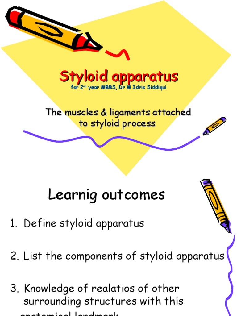 Styloid apparatus anatomy | PDF | Common Carotid Artery | Anatomy