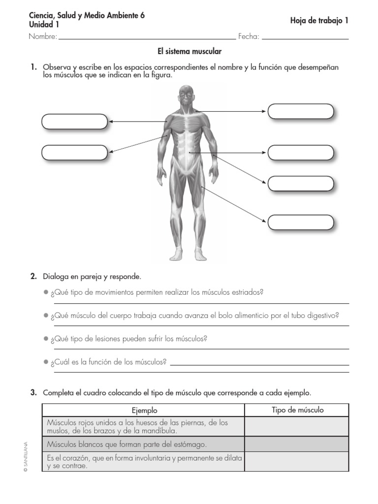 Hoja De Trabajo Sobre Los Tipos De Músculos Tipos Celulares. Muscular