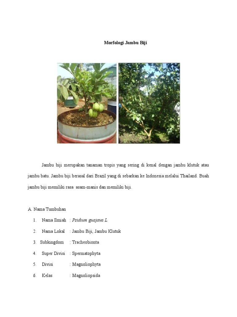 Morfologi - Jambu - Biji - Lengkap (Repaired) | PDF | Griya & Taman