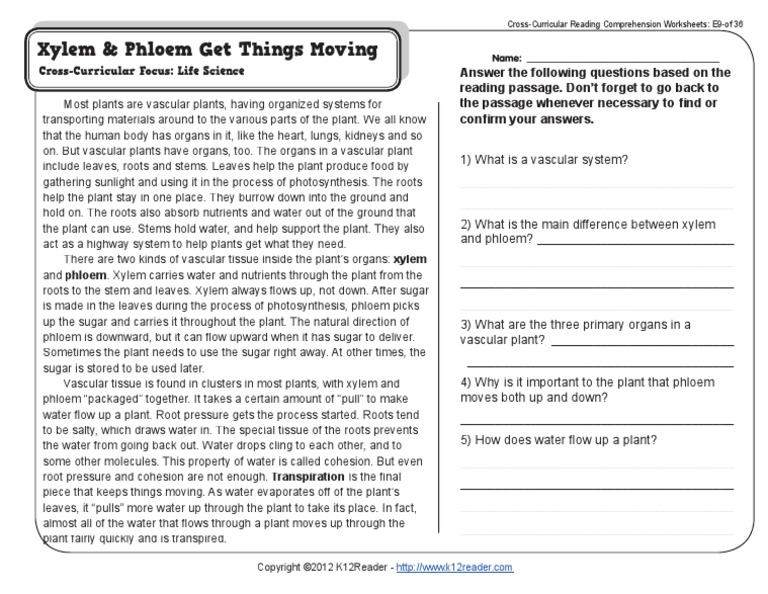 Xylem And Phloem Worksheet Worksheet Transport In Plants Xylem