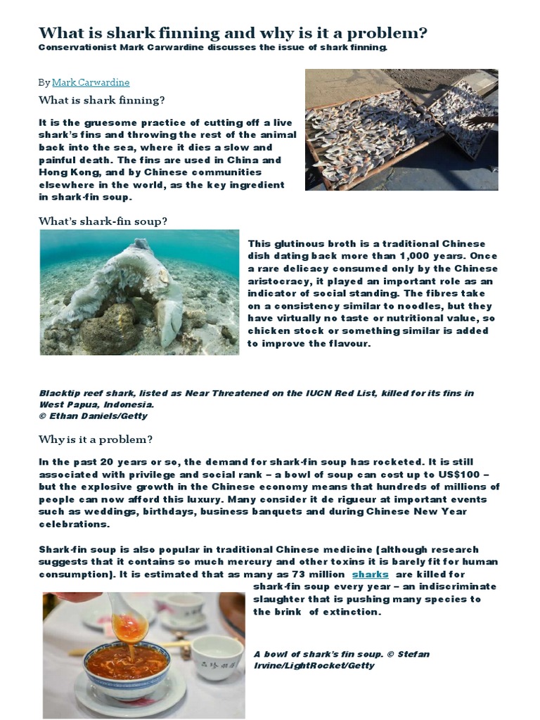 What Is Shark Finning and Why Is It A Problem | PDF | Sharks | Conservation