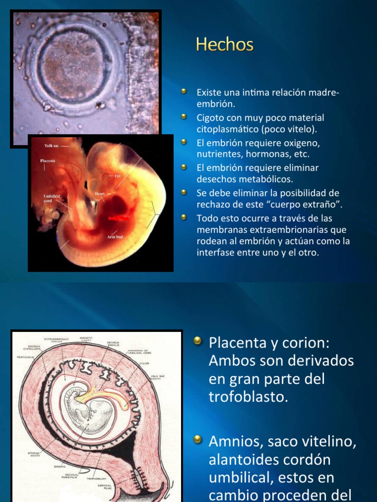 2 - Parte Placenta y Anexos Embrionarios - 2012 | PDF | Placenta | Anatomía