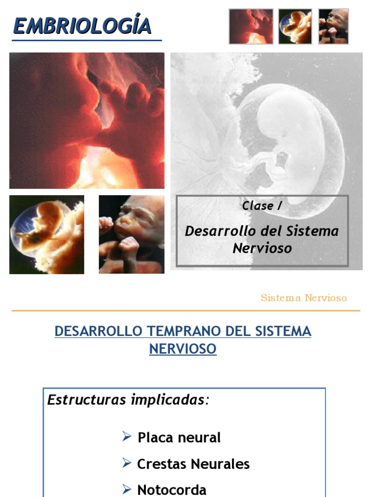 Clase 7 Embriología Sistema Nervioso | PDF | Sistema nervioso central ...