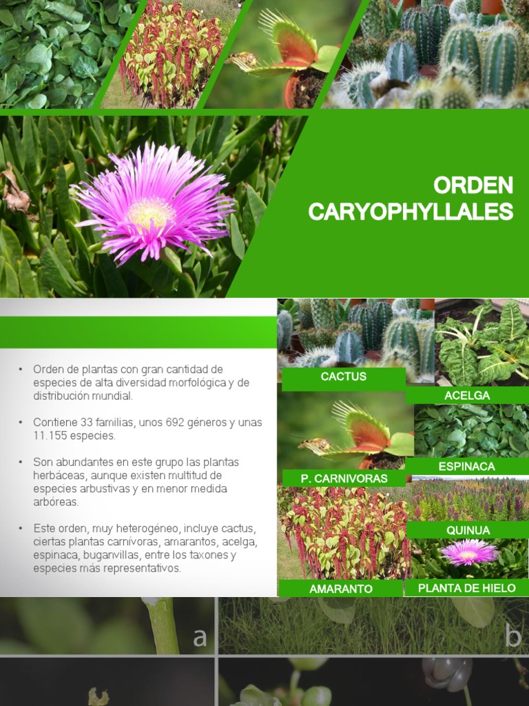 CARYOPHYLLALES | PDF | Ramas de la botánica | Morfología Vegetal