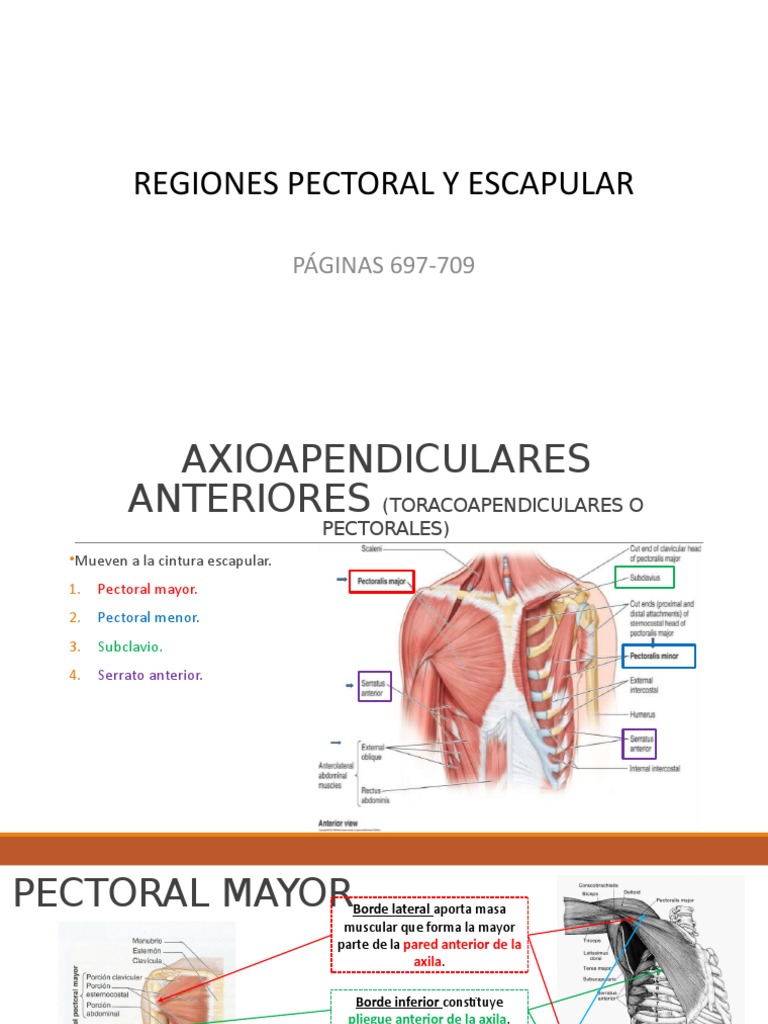 Regiones Pectoral Y Escapular: PÁGINAS 697-709 | Sistema ...