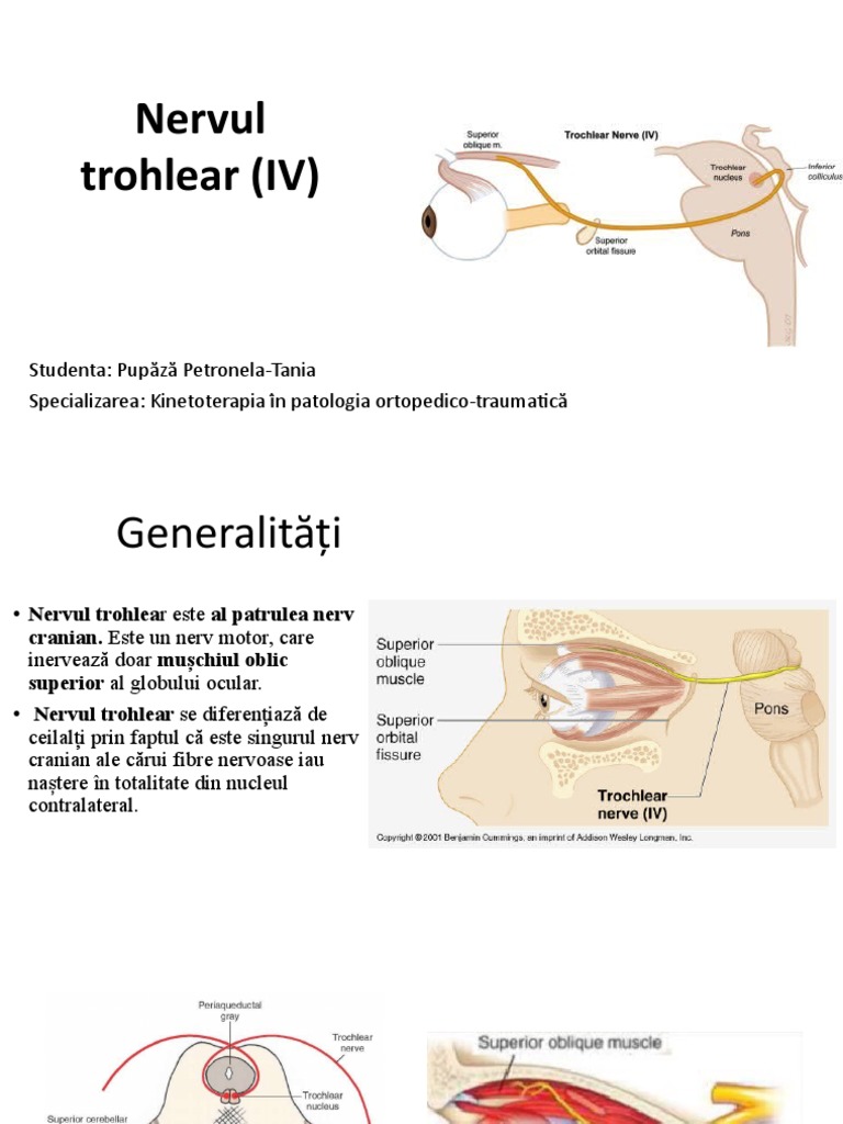 Nervul IV | PDF