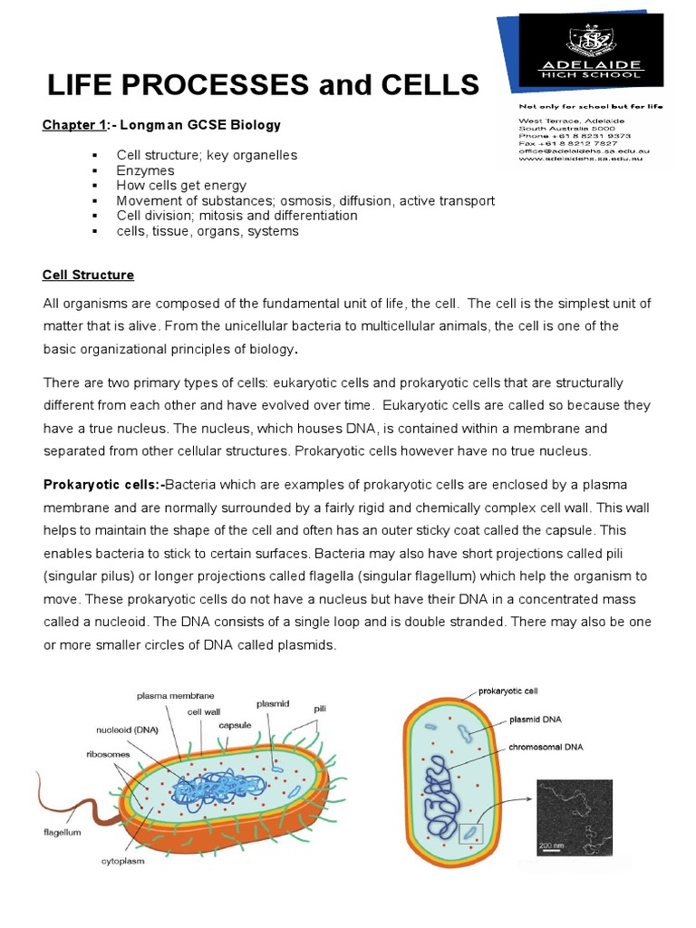 Life Processes and Cells: Chapter 1:-Longman GCSE Biology | PDF ...