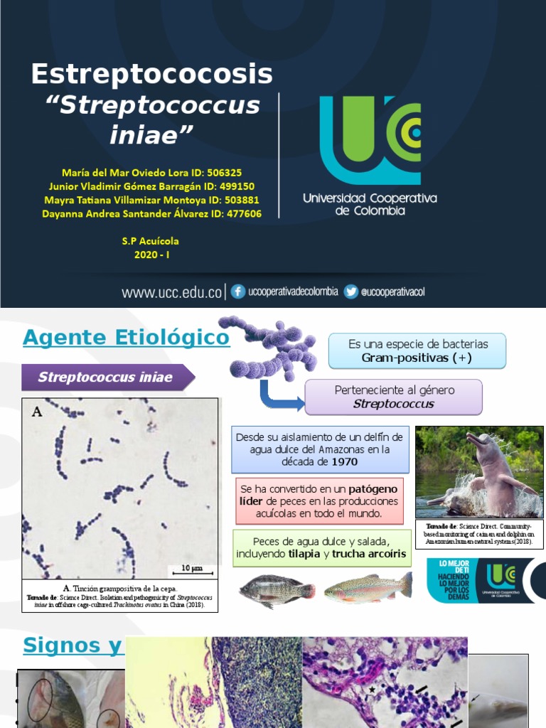 Streptococcus Iniae | PDF | Bacterias Gram Positivas | Microbiología