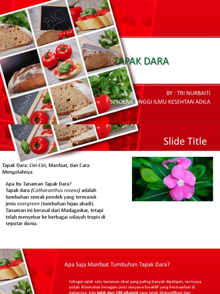 Farmakologi Tapak Dara | PDF