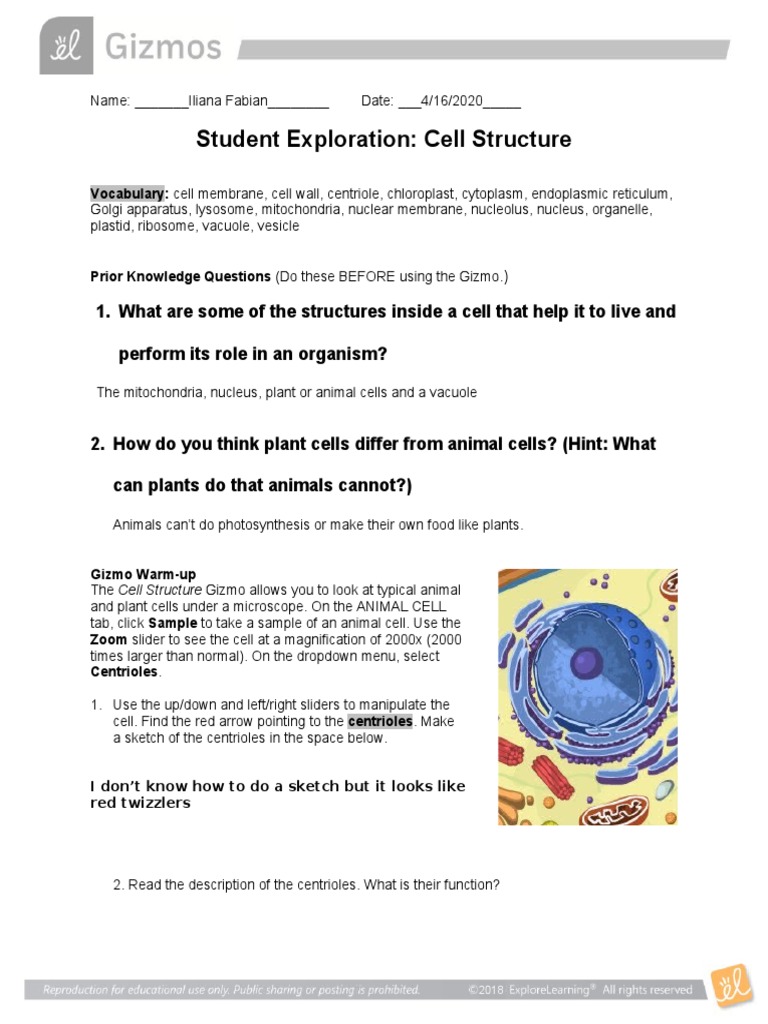 Student Exploration: Cell Structure | PDF | Eukaryotes | Cell (Biology)