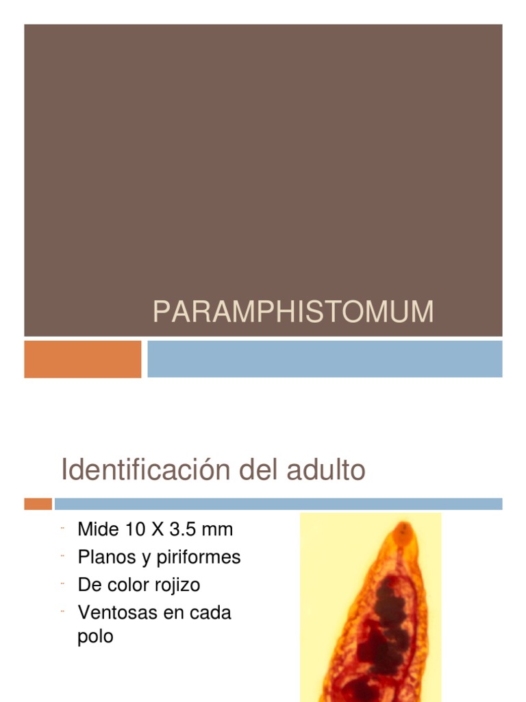 Paramphistomum
