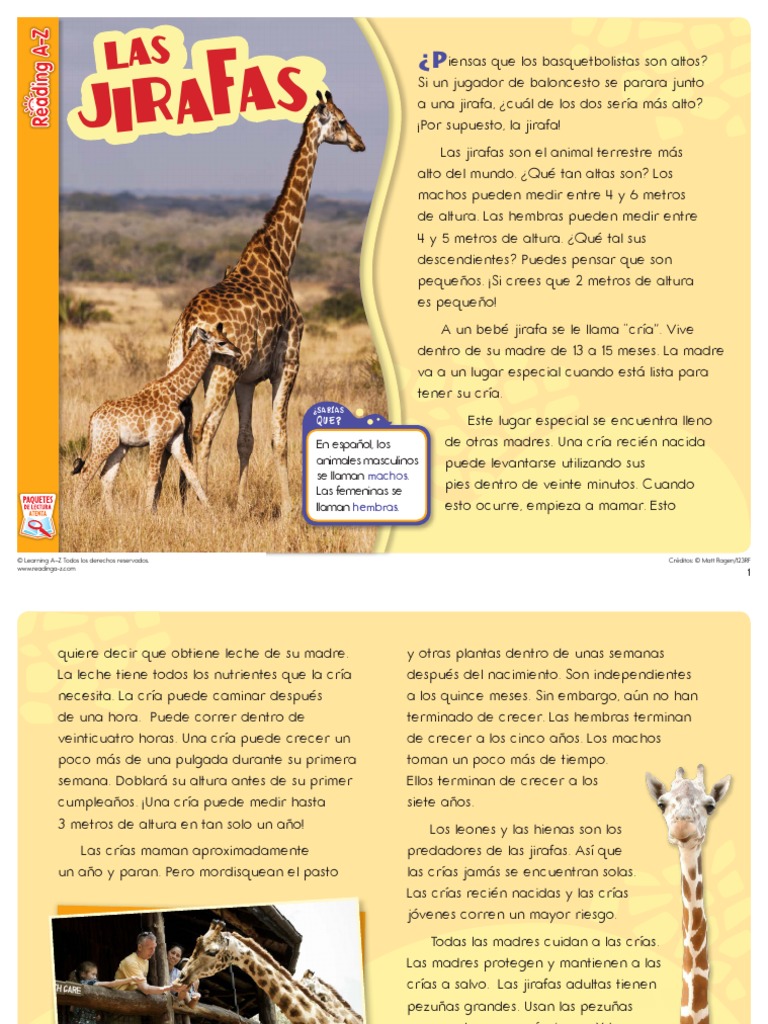Las Jirafas | PDF | Naturaleza
