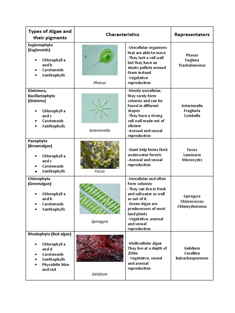 Types of Algae and Their Pigments Characteristics Representators | PDF ...