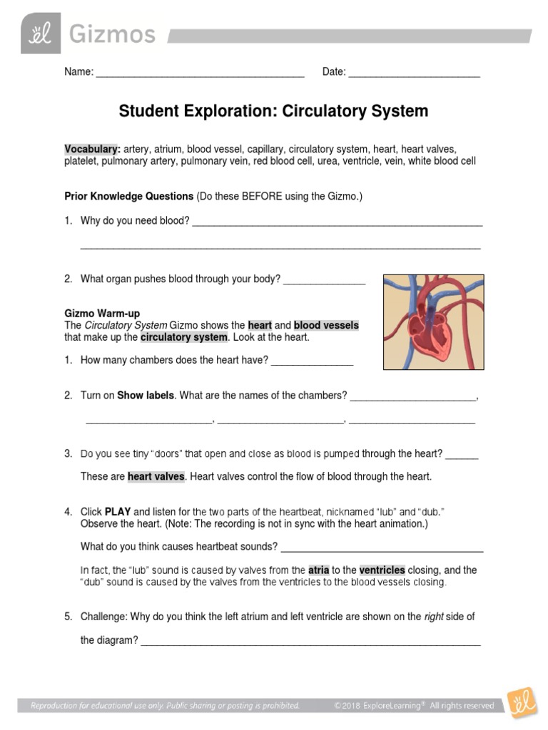 CirculatorySystem Gizmo | PDF | Heart | Circulatory System