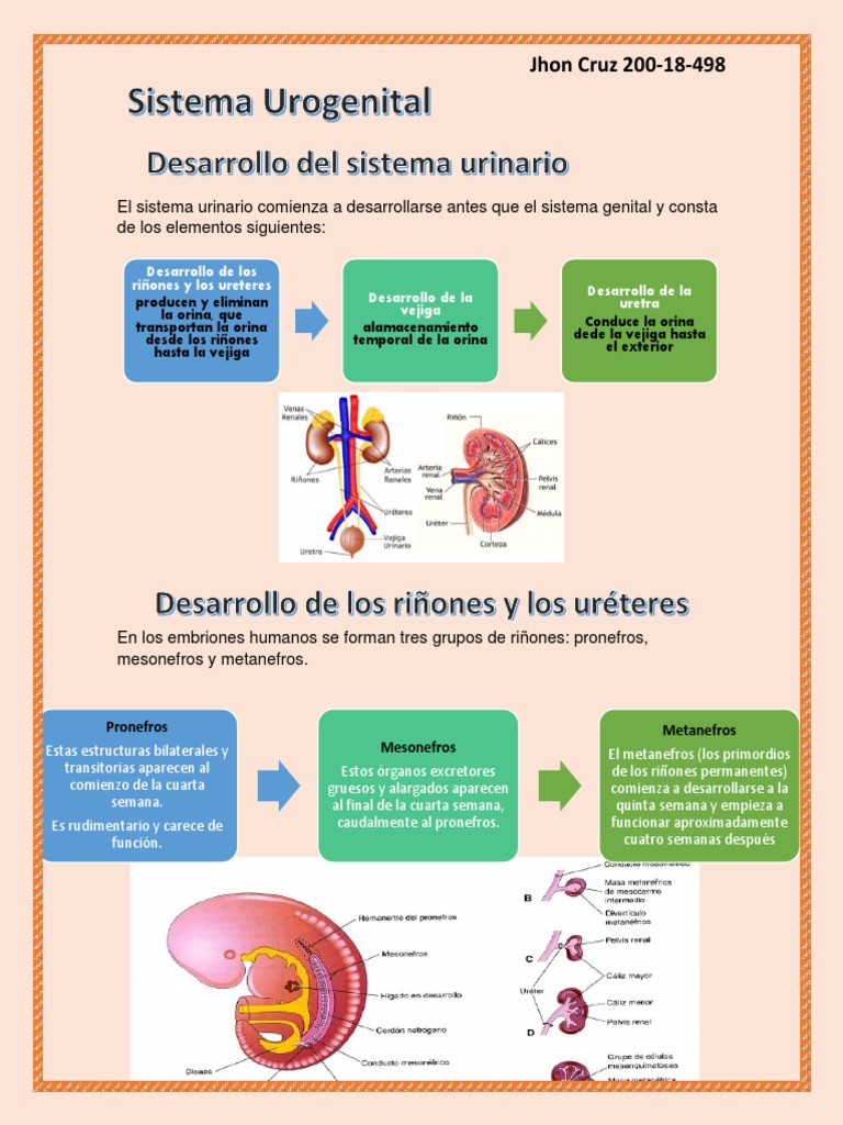 sistema urogenitalpdfff | Vejiga urinaria | Biología del desarrollo