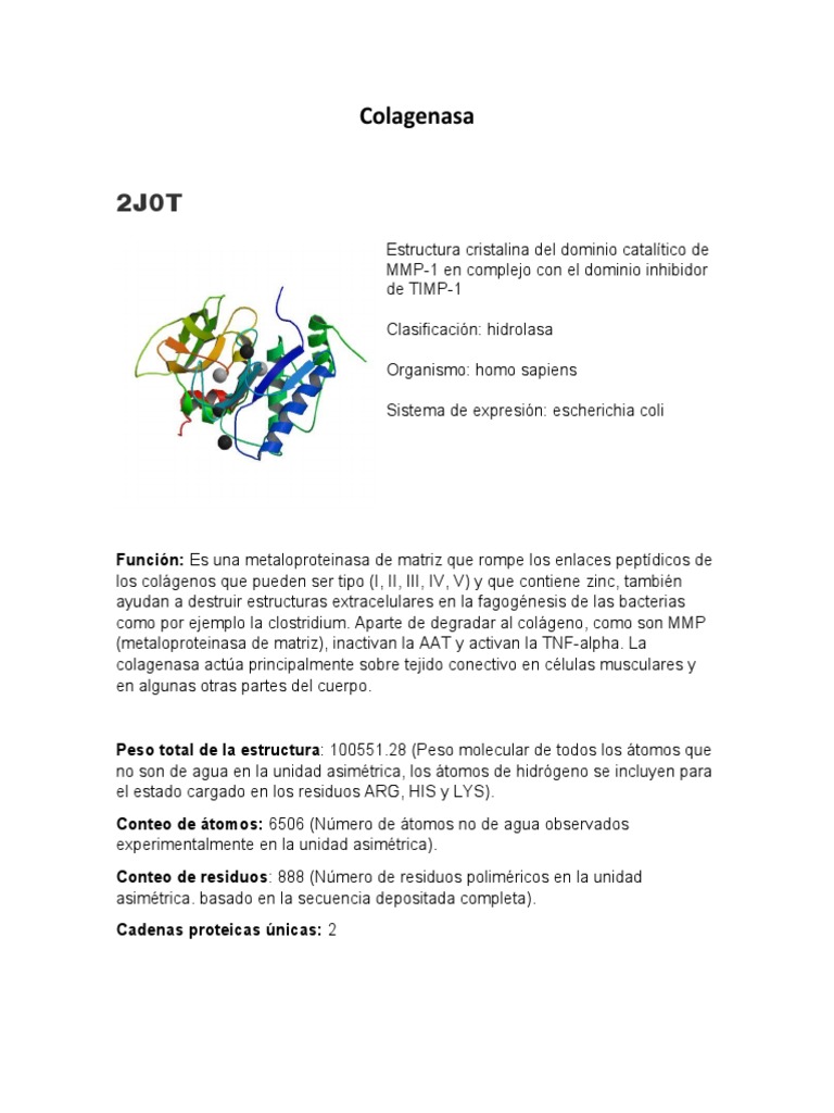Estructura cristalina de la colagenasa humana MMP-1 en complejo con su ...