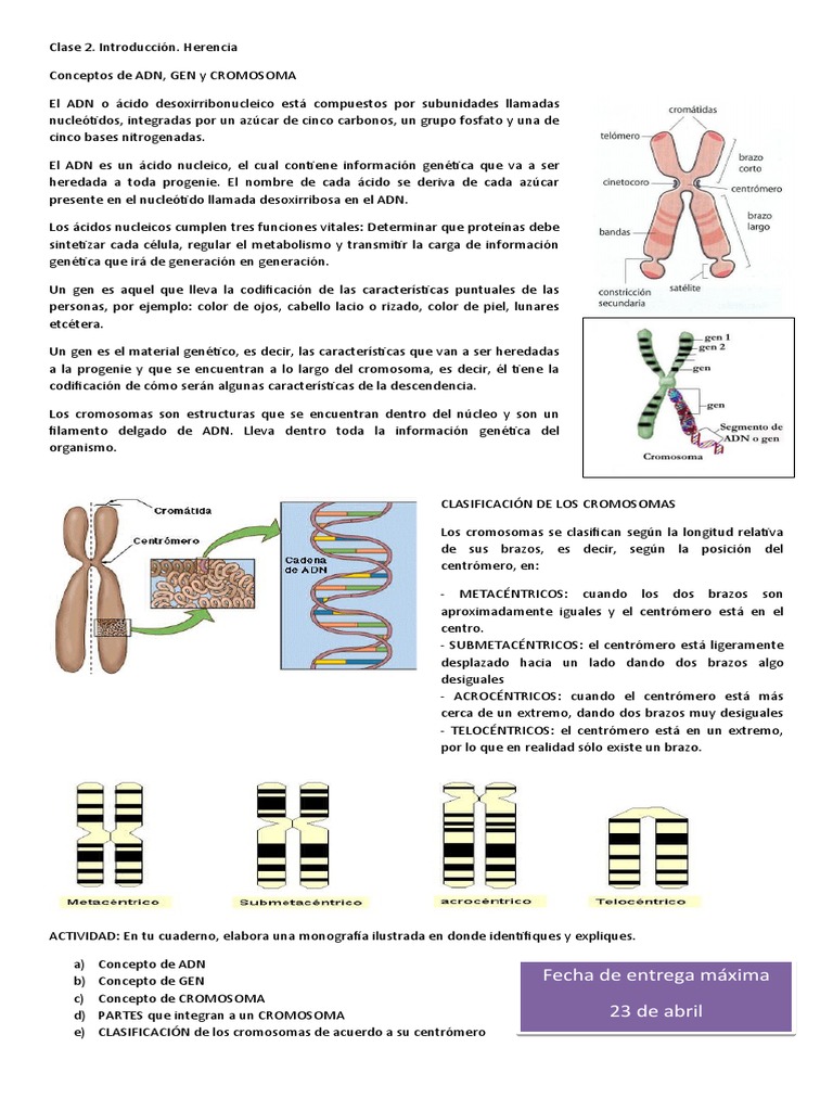 Clase 2 Conceptos de Adn, Gen y Cromosoma | PDF | Adn | Cromosoma