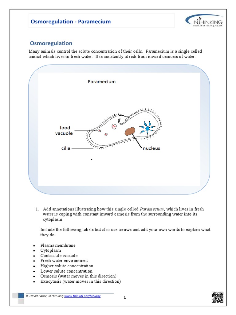 Osmoregulation Paramecium Ss PDF | PDF | Vacuole | Osmosis