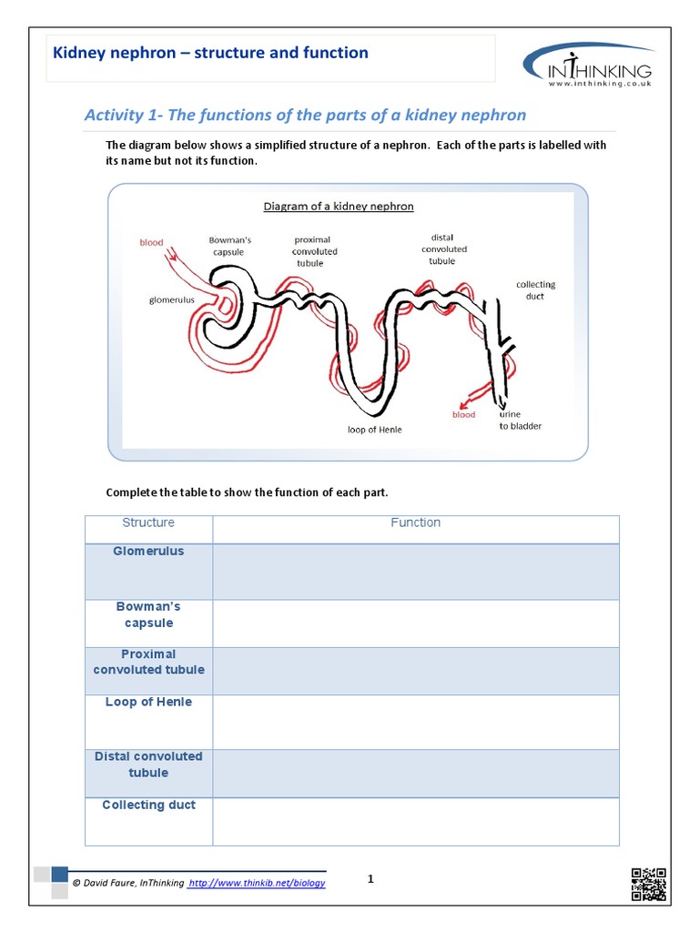 Activity 1-The Functions of The Parts of A Kidney Nephron | PDF ...
