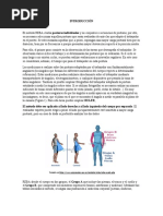 PROCEDIMIENTO Ergonomia Reba | PDF | Seguridad y salud ocupacional