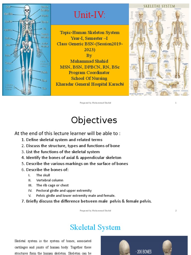 Unit-IV-Skeleton System | PDF | Vertebra | Skull