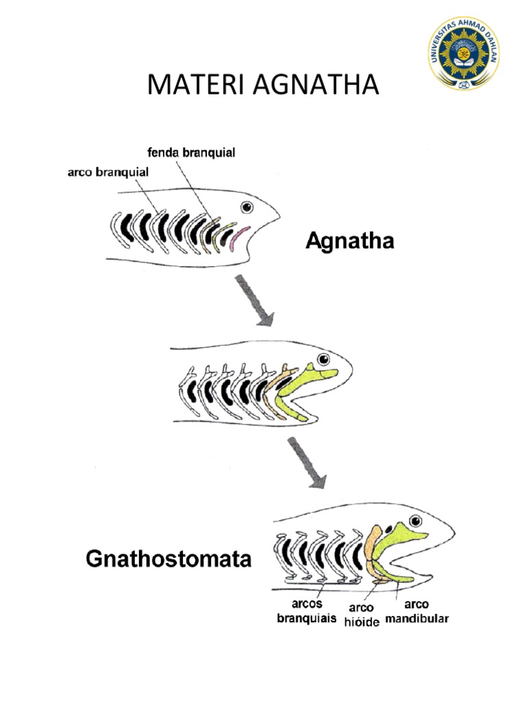 Materi Agnatha | PDF