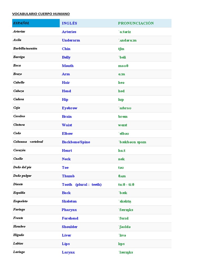 Vocabulario Cuerpo Humano | PDF | Anatomía humana | Extremidades (anatomía)