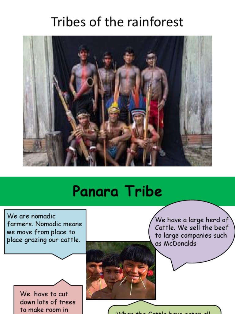 Amazon Tribes | PDF | Amazon Rainforest | Rainforest