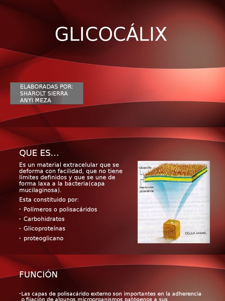 GLICOCÁLIX | PDF
