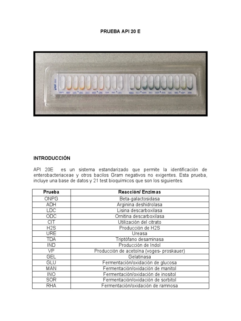 Prueba API 20E para Microbiología | PDF | Amarillo | Procariota