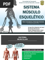 Miotomas - Definición y Pruebas - Kenhub | PDF | Codo | Neuroanatomía