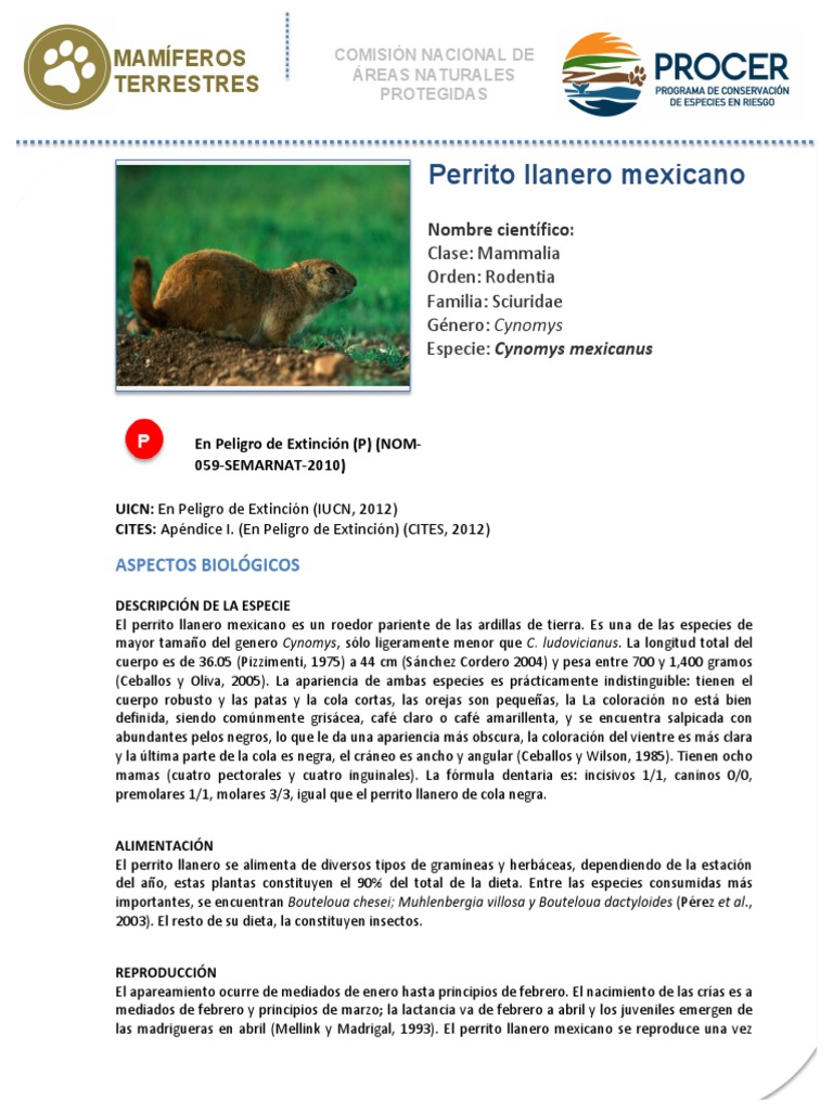 Perrito Llanero Mexicano | PDF | Organismos | Ecología