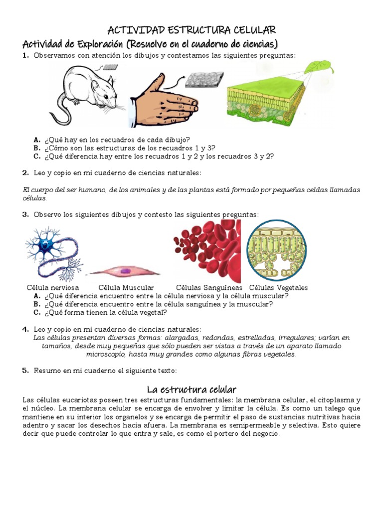 Actividad Estructura Celular | PDF | Citoplasma | Biología Celular)
