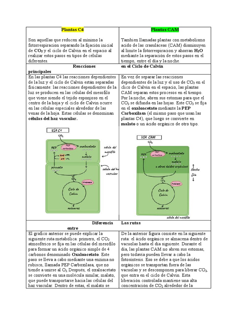 Plantas C4 Vs CAM | PDF | Fotosíntesis | Metabolismo