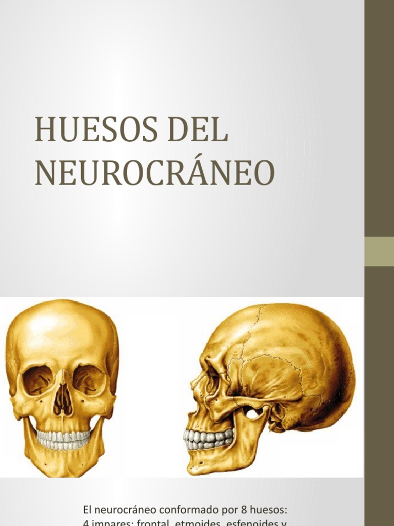 2.huesos Del Neurocráneo | PDF | Anatomía de los primates | Cabeza y ...