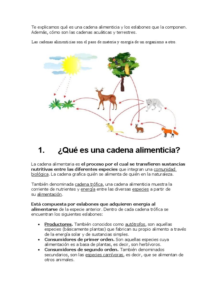 Te Explicamos Qué Es Una Cadena Alimenticia | PDF | Ecología de ...