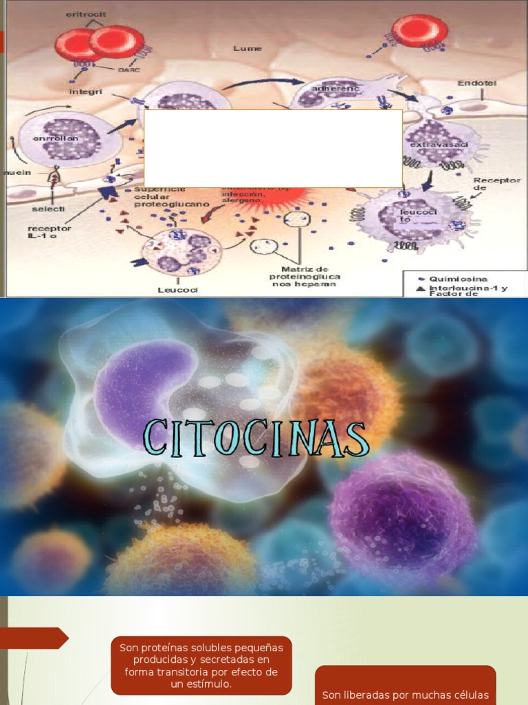 Exposición Citoquinas y Quimiocinas FINAL | PDF | Quimiocina | Citocina