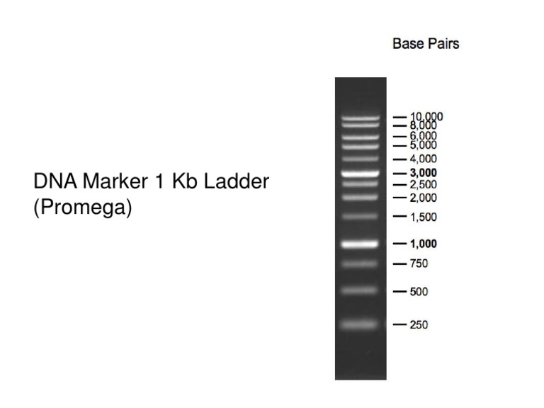DNA Marker-1 KB Ladder-Promega | PDF
