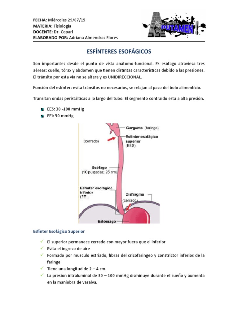 FISIOLOGIA 15 07 29 Esfinteres Esofagicos Dr. Copari | PDF | La ...