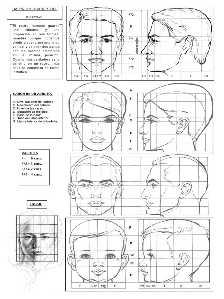 Dibujo Rostro Frente Proporciones | PDF