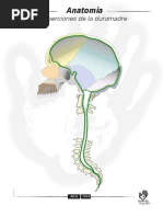 El Saco Dural Humano | PDF | Médula espinal | Anatomía