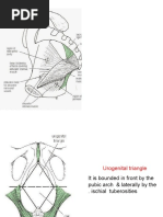 Perineal Region | PDF | Pelvis | Clitoris