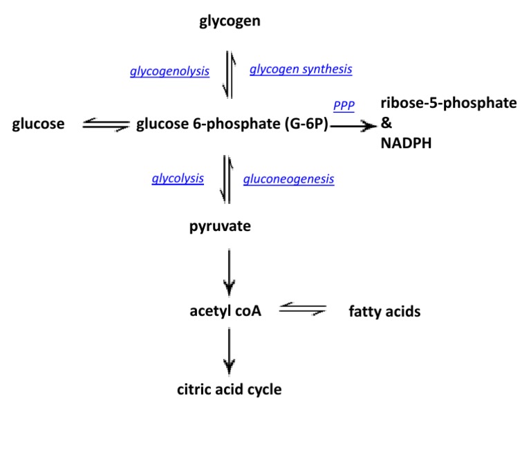 Glucose Pathways Linked | PDF