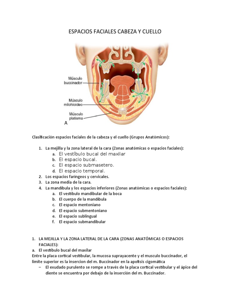 Espacios Faciales Cabeza y Cuello | PDF | Cabeza y cuello humanos | Anatomía humana