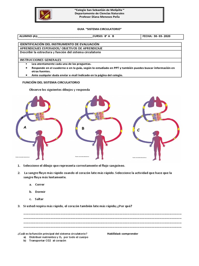 Funciones del Sistema Circulatorio | PDF | Vena | Artería