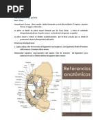 Anatomia de Ano y Recto PDF | PDF | Recto | Intestino grueso